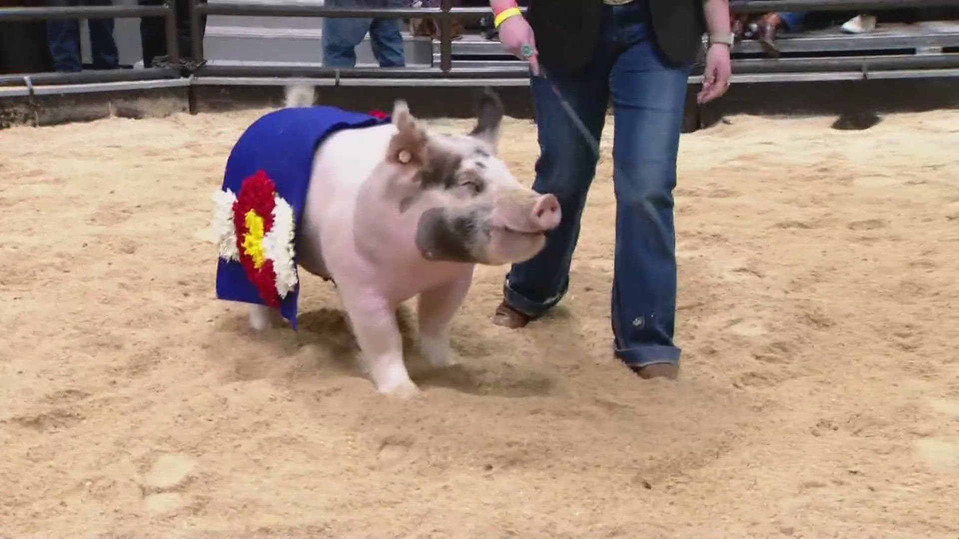 National Western Stock Show sees record attendance | 9news.com