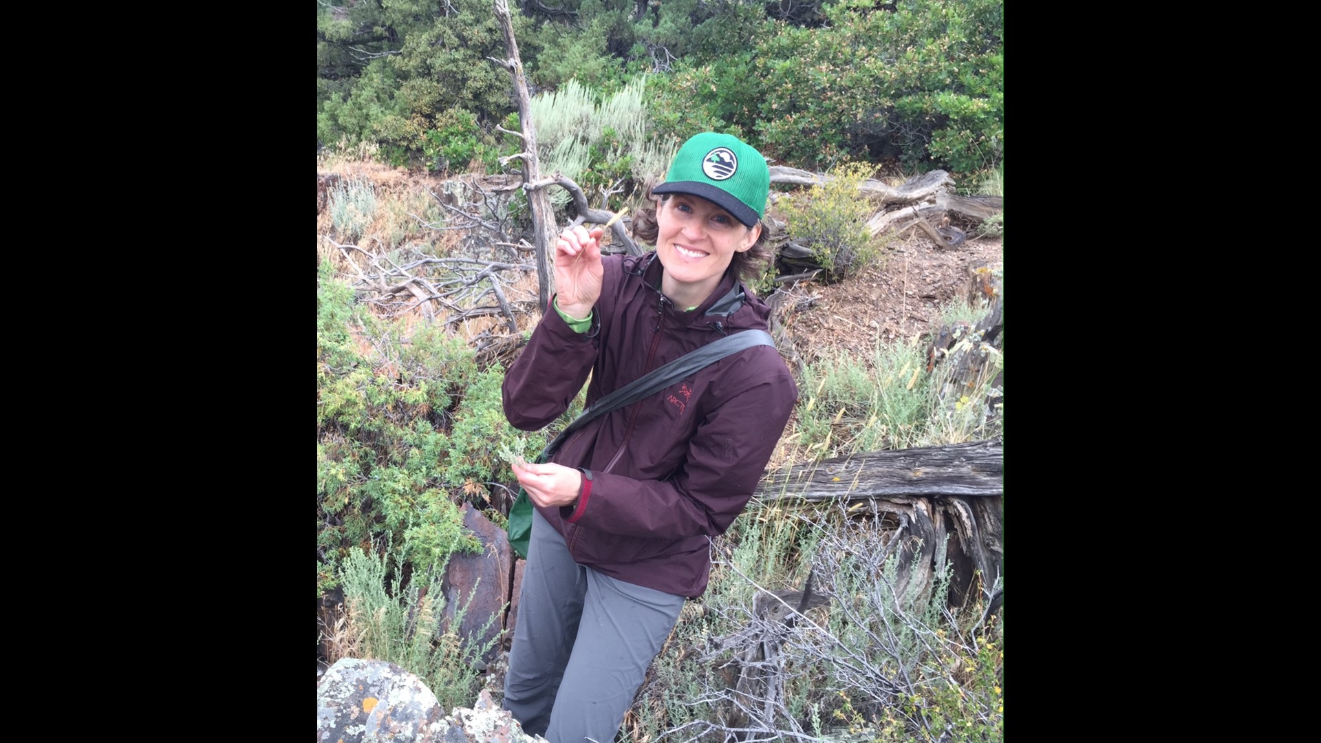 Pika conservation project goes statewide, needs volunteers | 9news.com