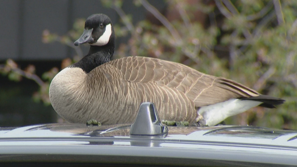'Any car is fair game': Goose takes over Colorado State Patrol Academy ...