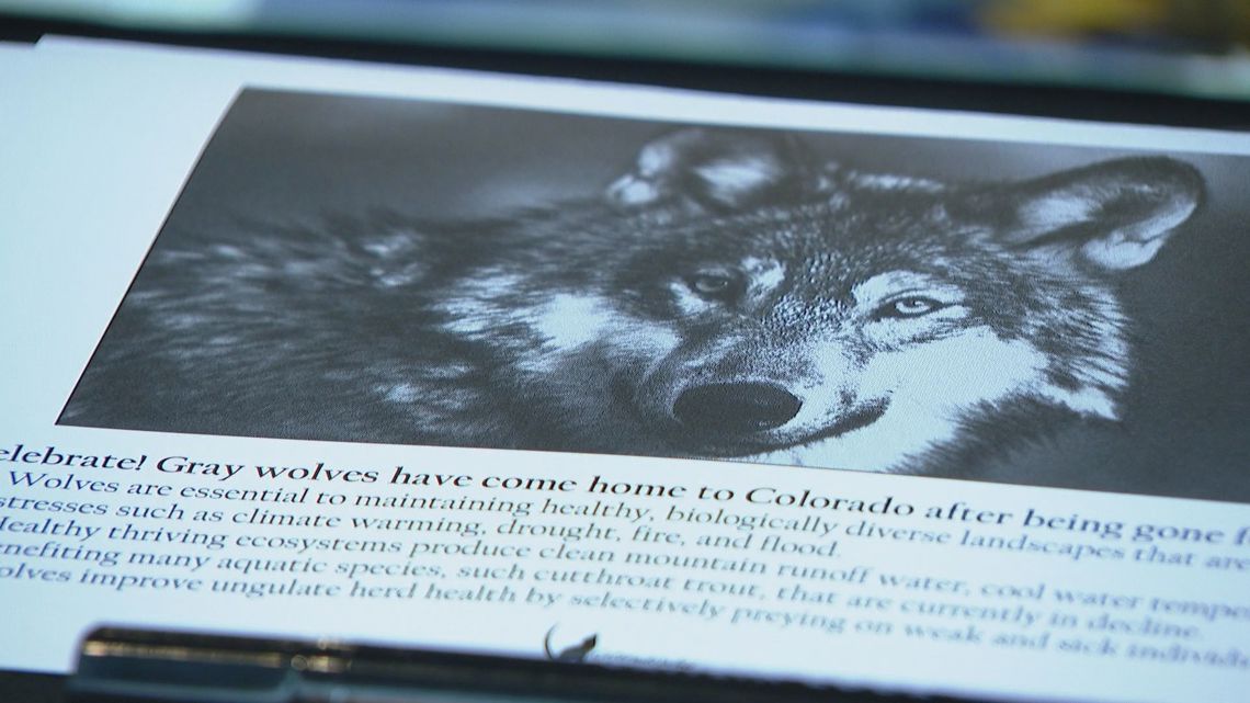 New documentary tells story of Colorado's wolf reintroduction | 9news.com
