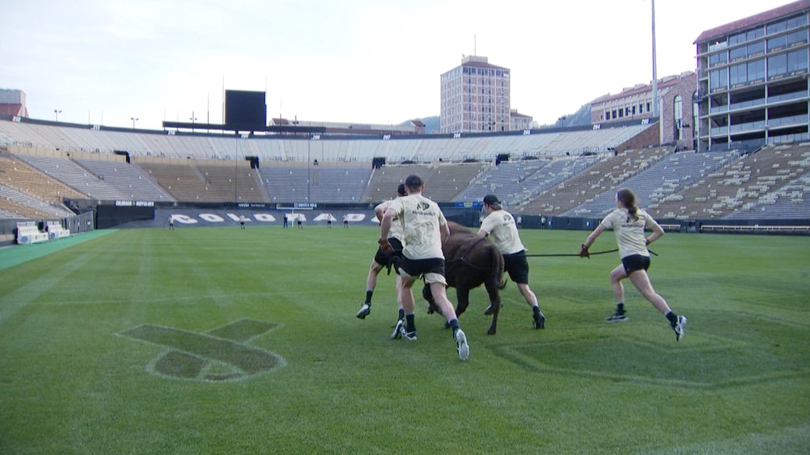 As CU's buffalo Ralphie V retires, she makes room for a new buff ...