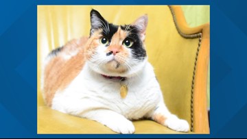 Dumb Friends League offering $10 cat adoption fees | 9news.com