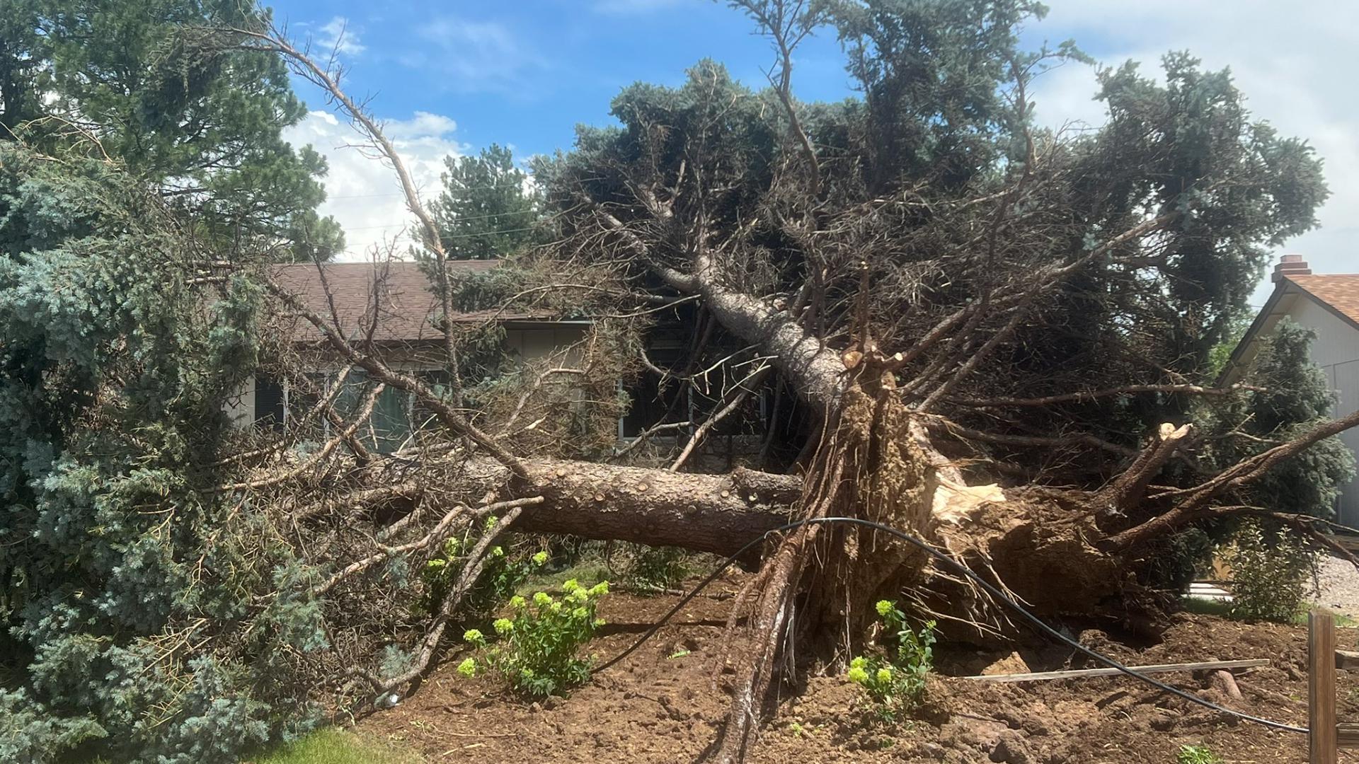 Strong wind gust downs trees in Centennial | 9news.com