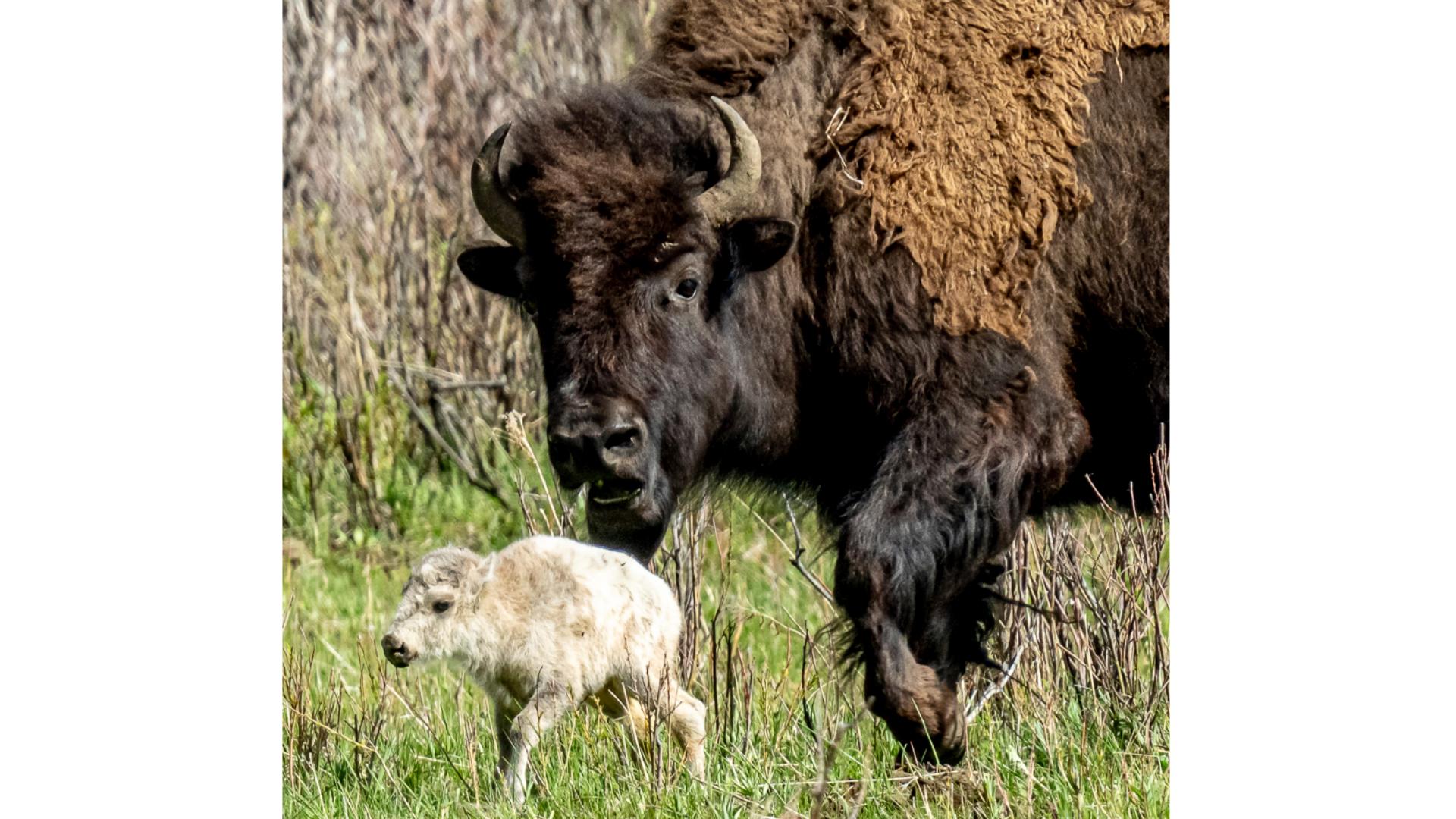 Rare white buffalo calf spotted at Yellowstone National Park | 9news.com