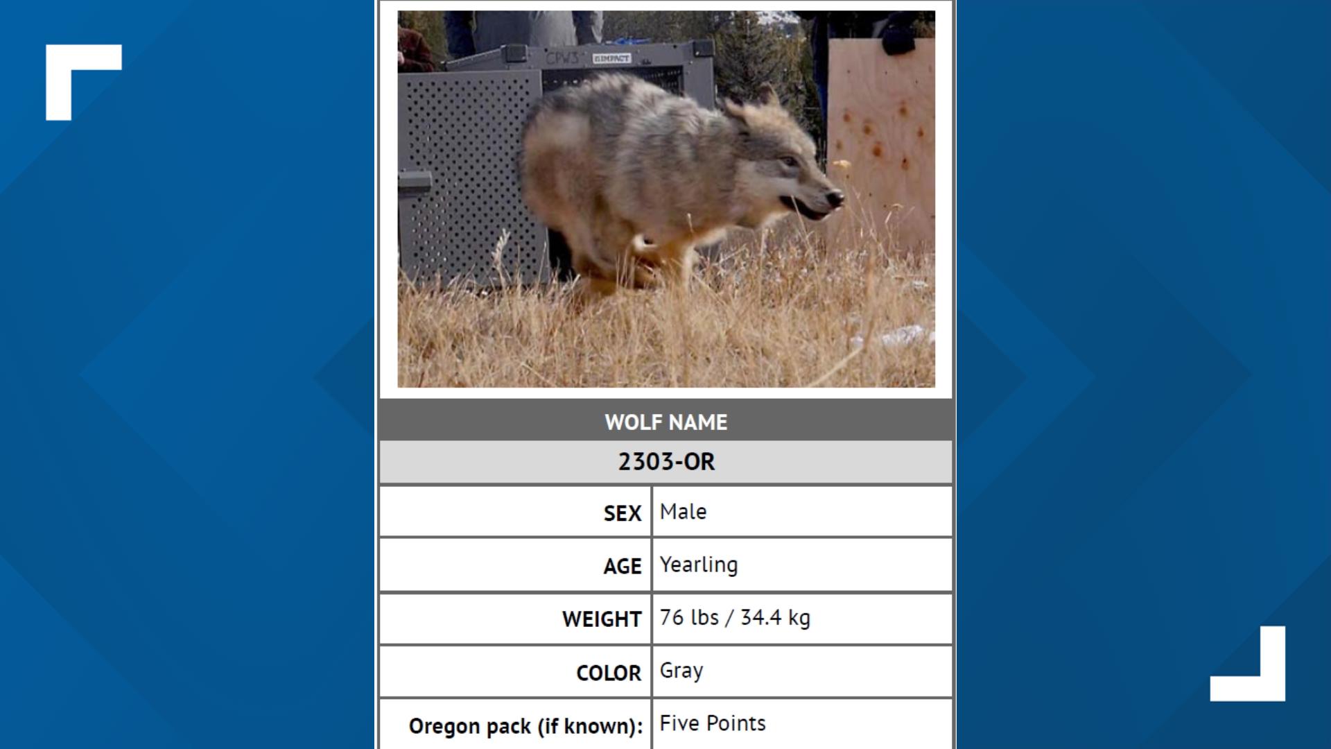 Wolf found dead in Colorado likely killed by mountain lion | 9news.com