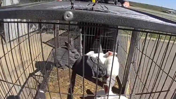Suspect found in abandonment of 18 rabbits in Jefferson County | 9news.com
