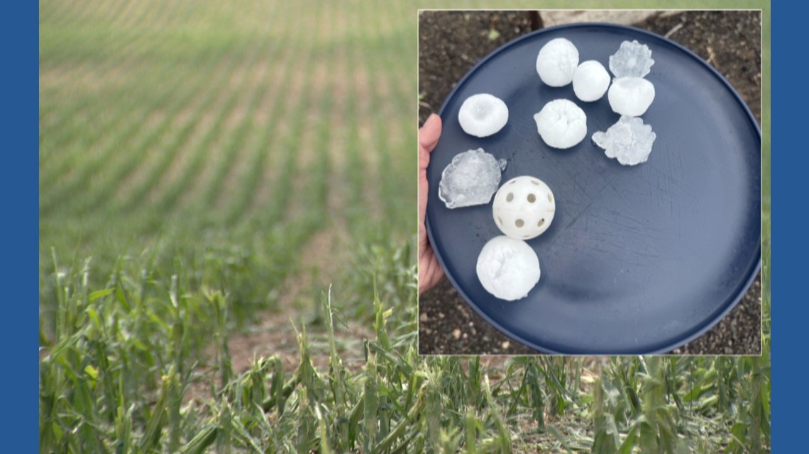 Hail damages nearly 40% of Morgan County farmer's corn crop | 9news.com