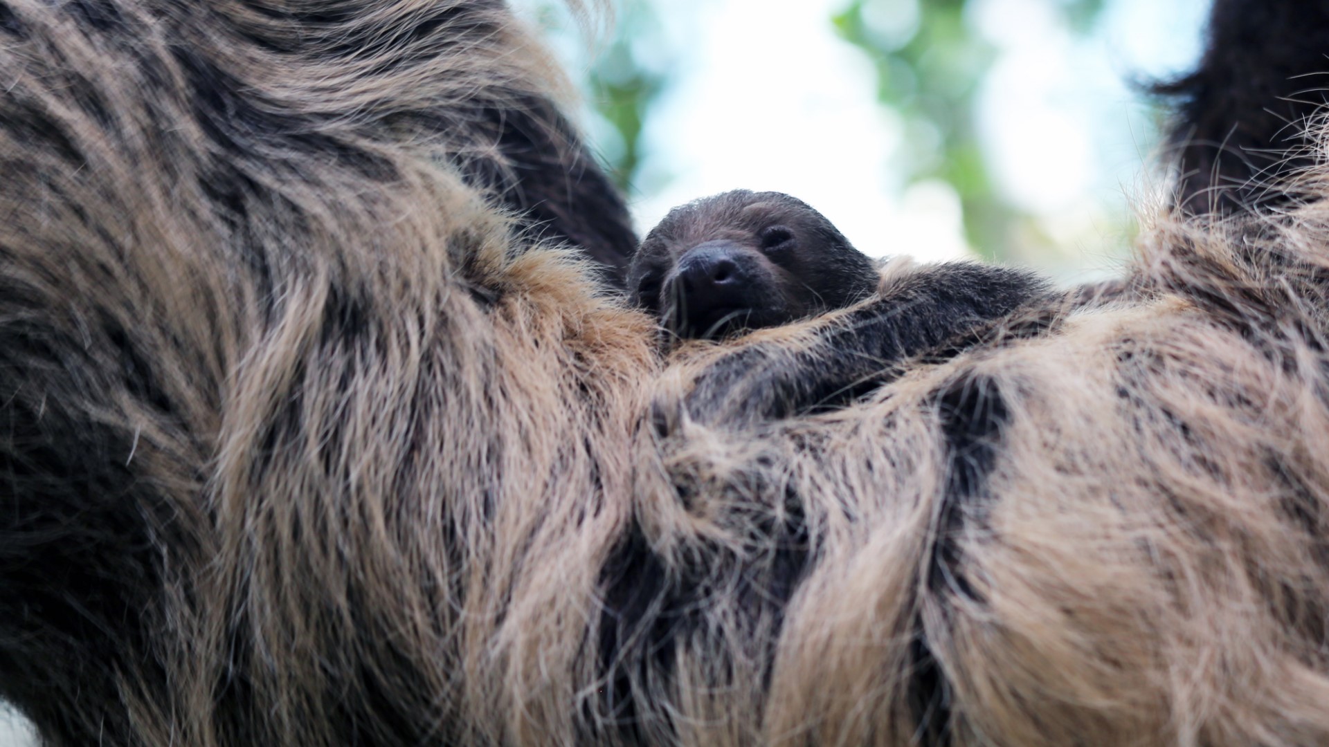 New sloth arrives at the Denver Zoo in Colorado | 9news.com