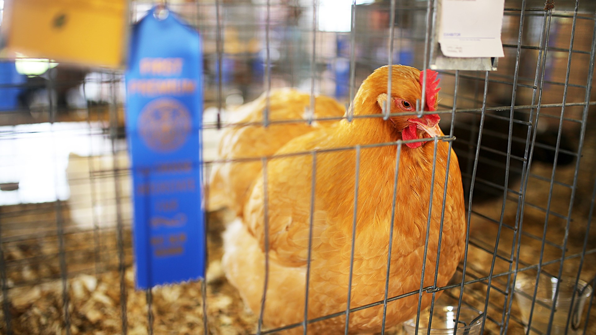 9 Things to do in Denver and Colorado this weekend: July 26-28 | 9news.com