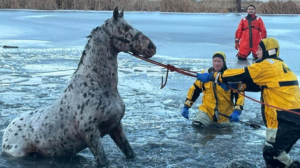 Firefighters rescue horse from icy pond in northern Colorado | 9news.com