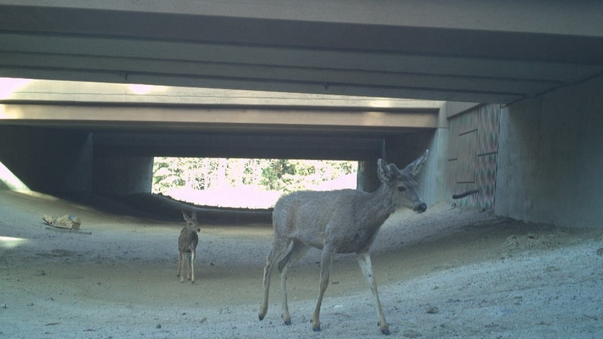 New wildlife crossing opens on I-70 in Colorado mountains | 9news.com