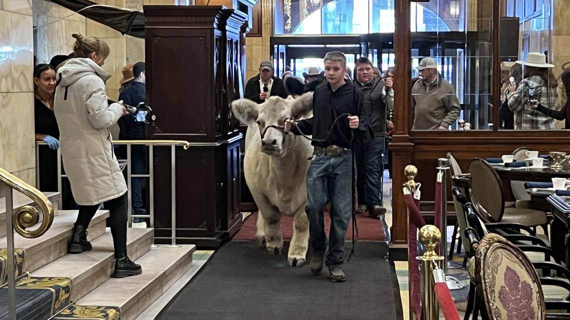 Grand champion steers of 2024 Stock Show visit Brown Palace hotel ...