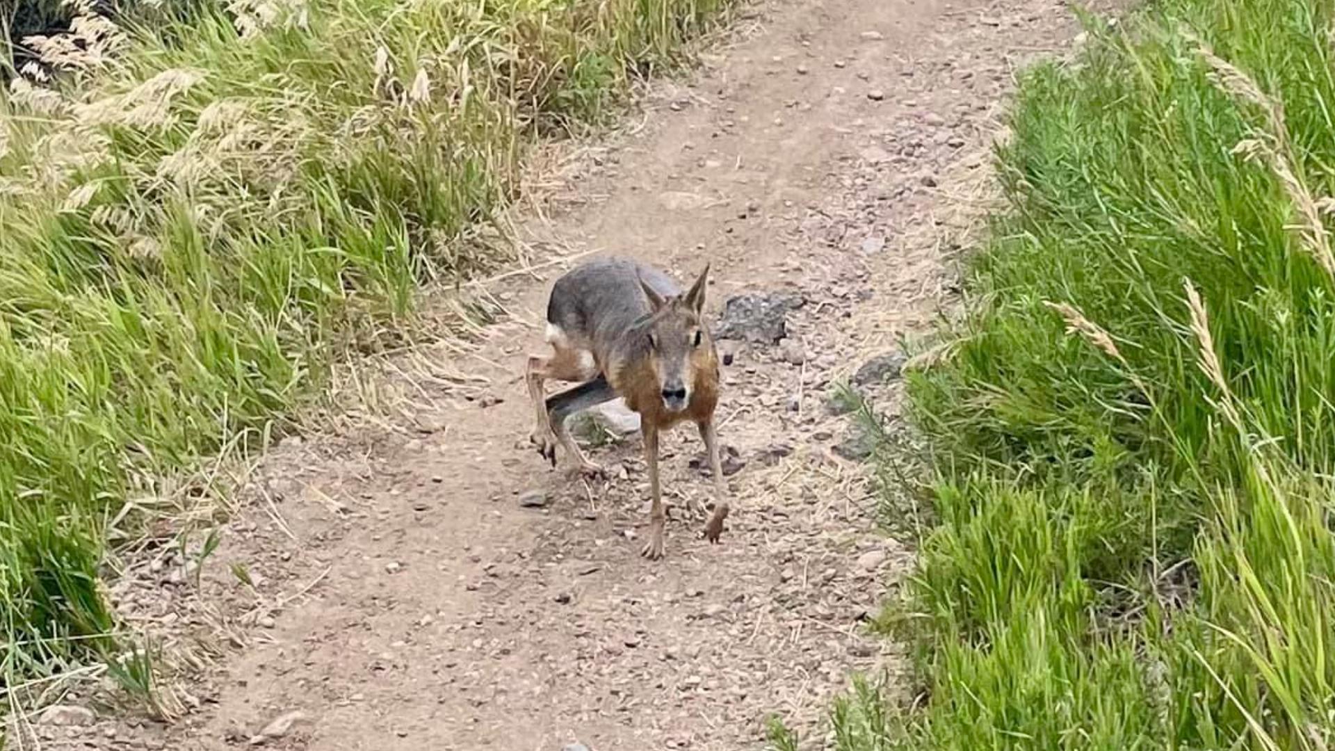 Patagonian mara seen at Bear Creek Lake Park presumed dead | 9news.com