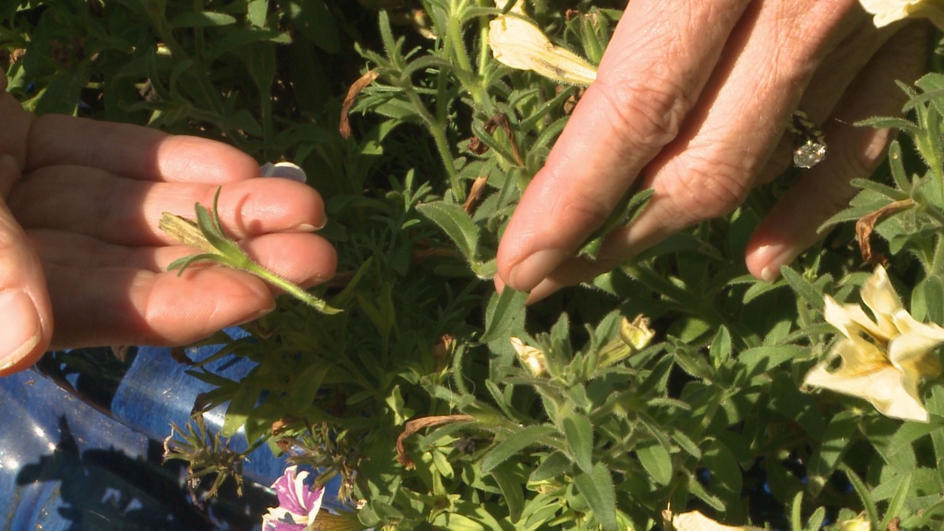 Proctor's Garden: How to properly deadhead plants | 9news.com