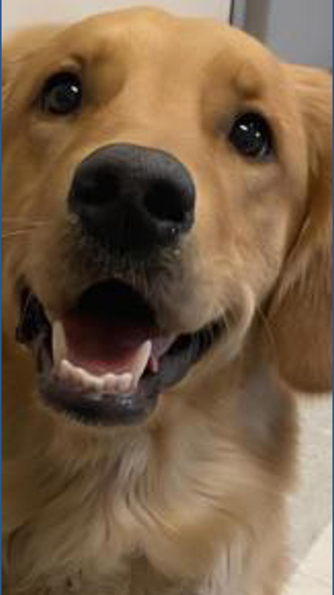 CSU vet tech and her dog donate blood to help others | 9news.com