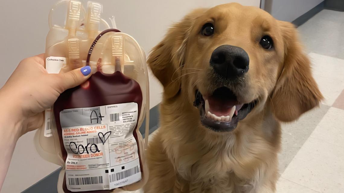 CSU vet tech and her dog donate blood to help others | 9news.com