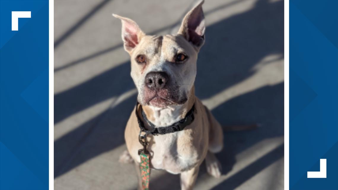 Denver Animal Shelter offering holiday adoption deal | 9news.com