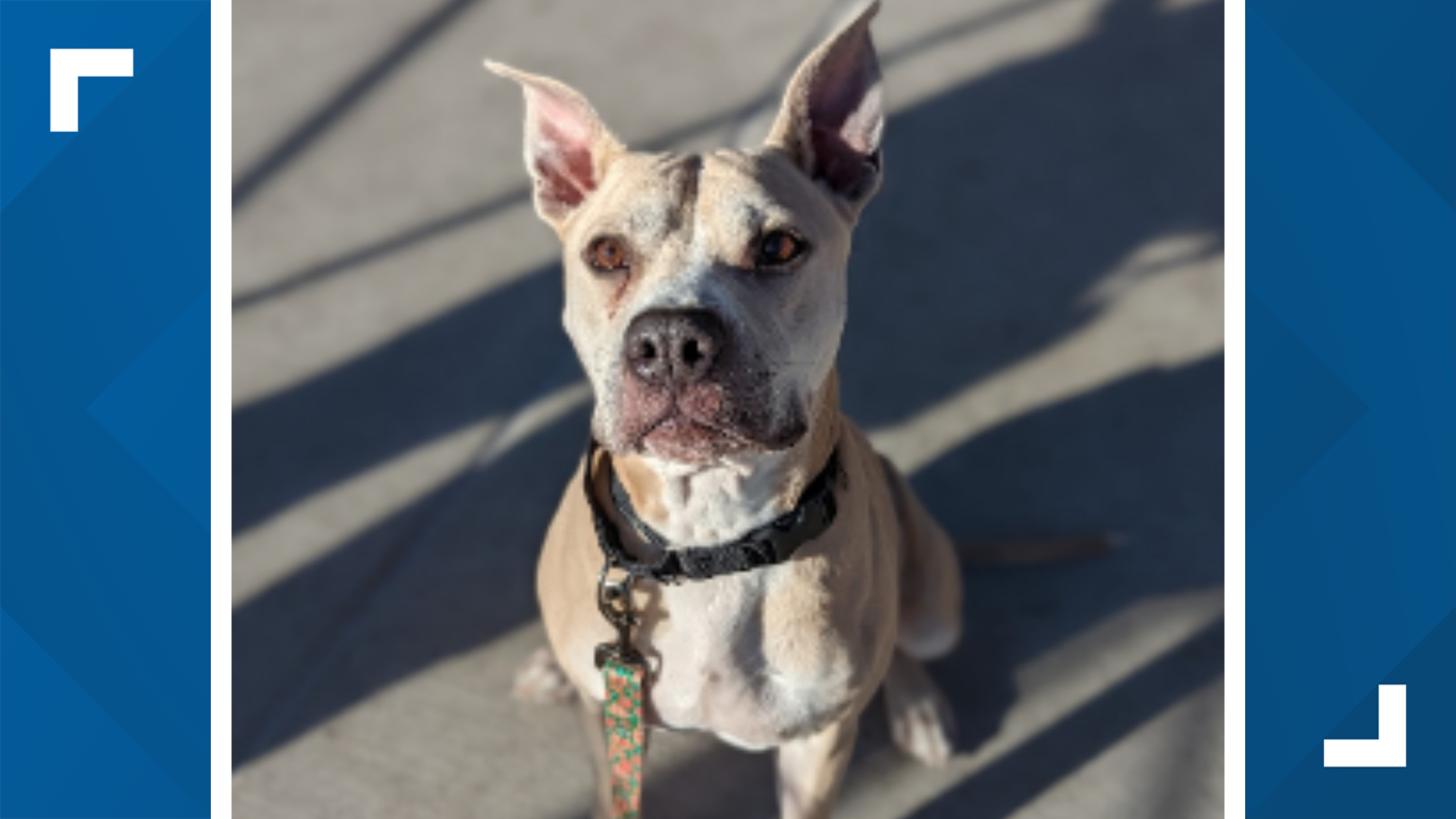 Denver Animal Shelter offering holiday adoption deal | 9news.com