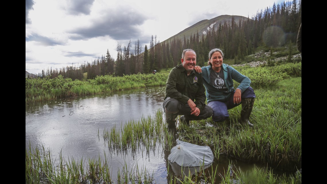Endangered boreal toad tadpoles released into wild by Denver Zoo ...