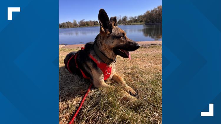 Park Hill Dave gets new home in Denver after capture | 9news.com