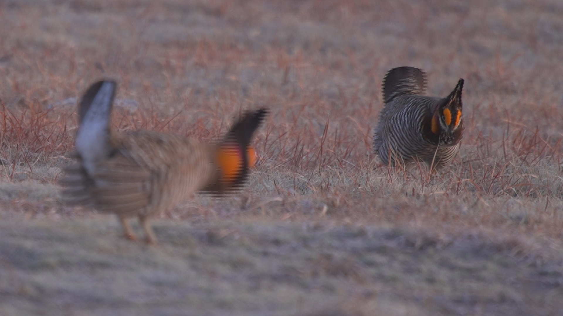 Colorado town celebrates greater prairie chickens' return | 9news.com