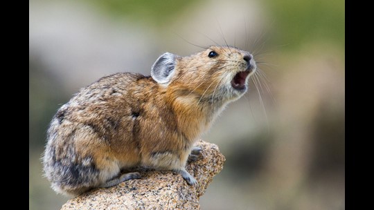 Pika conservation project goes statewide, needs volunteers | 9news.com