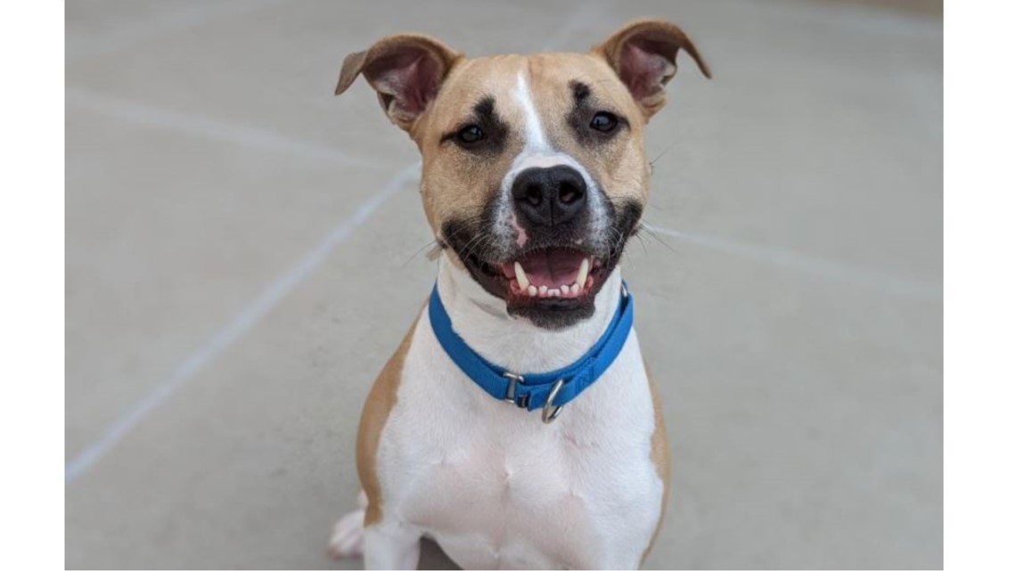 Daisy the dog needs a home after 115 days in the shelter | 9news.com