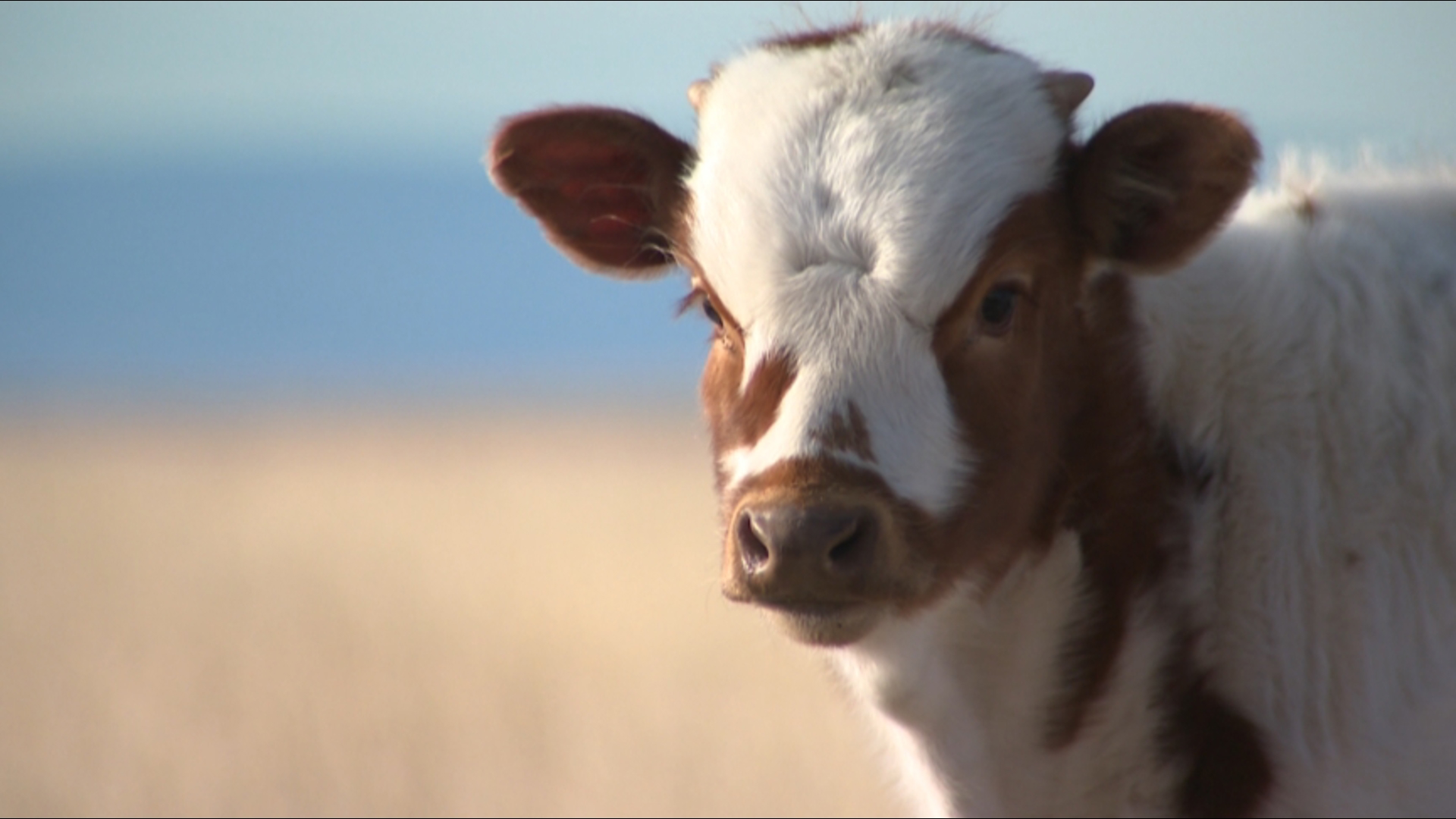 Meet the Texas longhorns that lead the National Western Stock Show ...