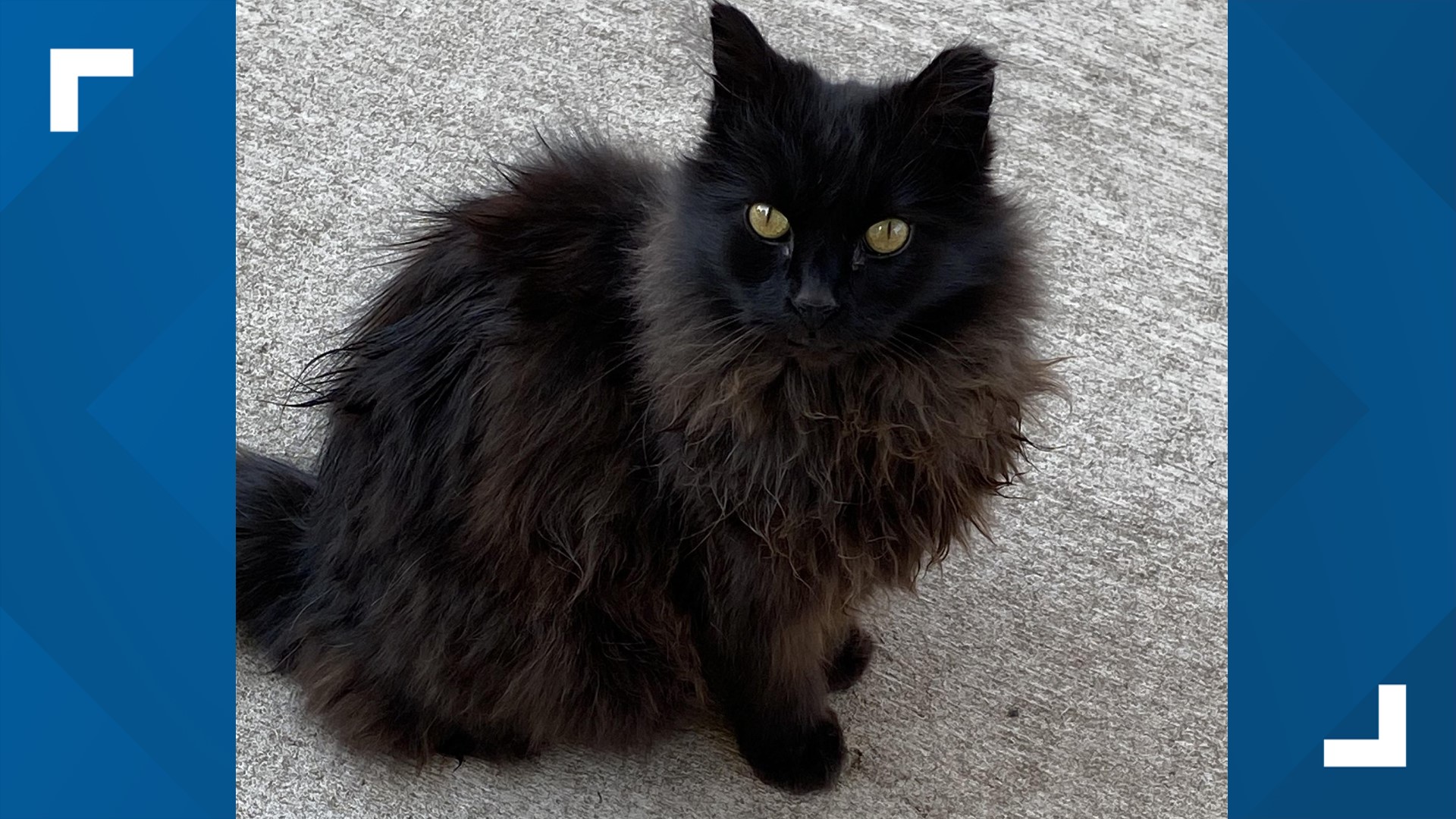 Coors Field cat is available for adoption | 9news.com