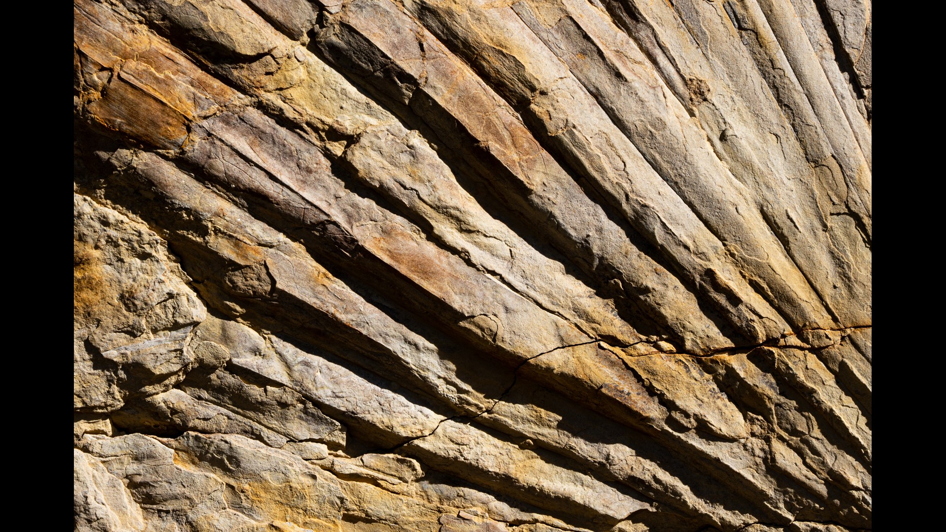 66 million-year-old dinosaur fossil on display at Colorado museum ...