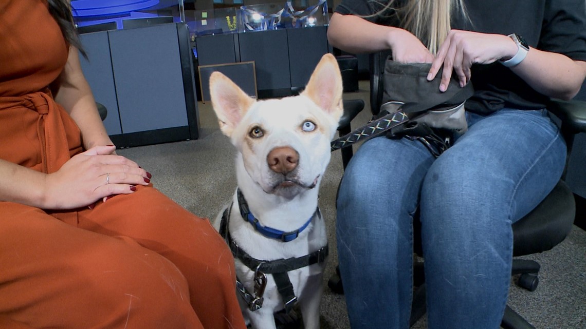 Tulok is a sweet pup looking for his forever home | 9news.com