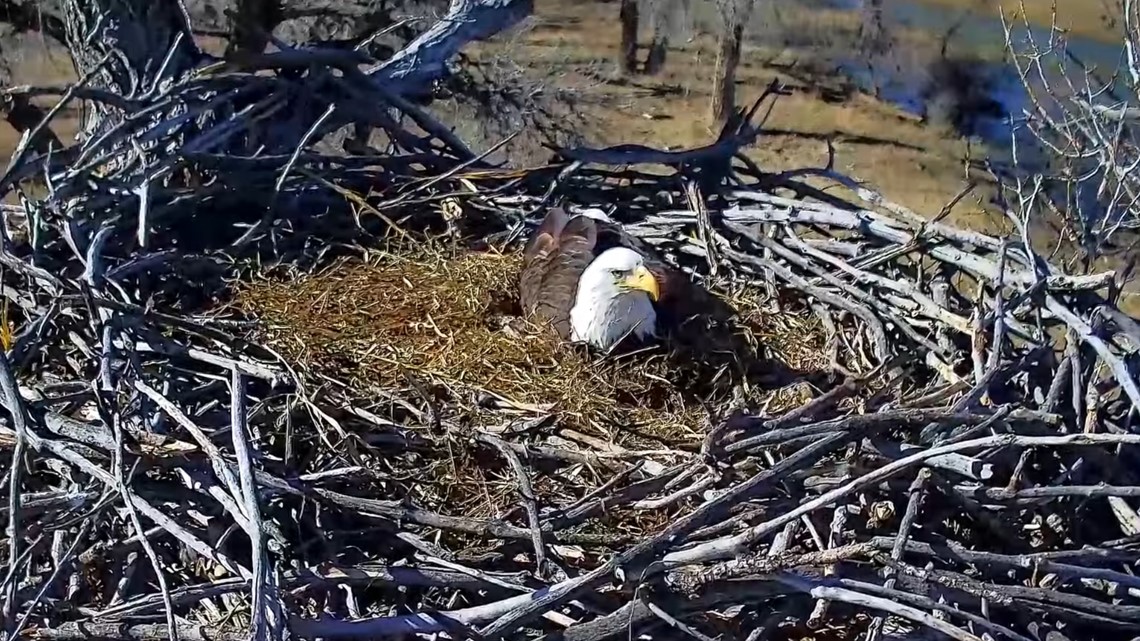 Colorado bald eagles lay eggs | 9news.com