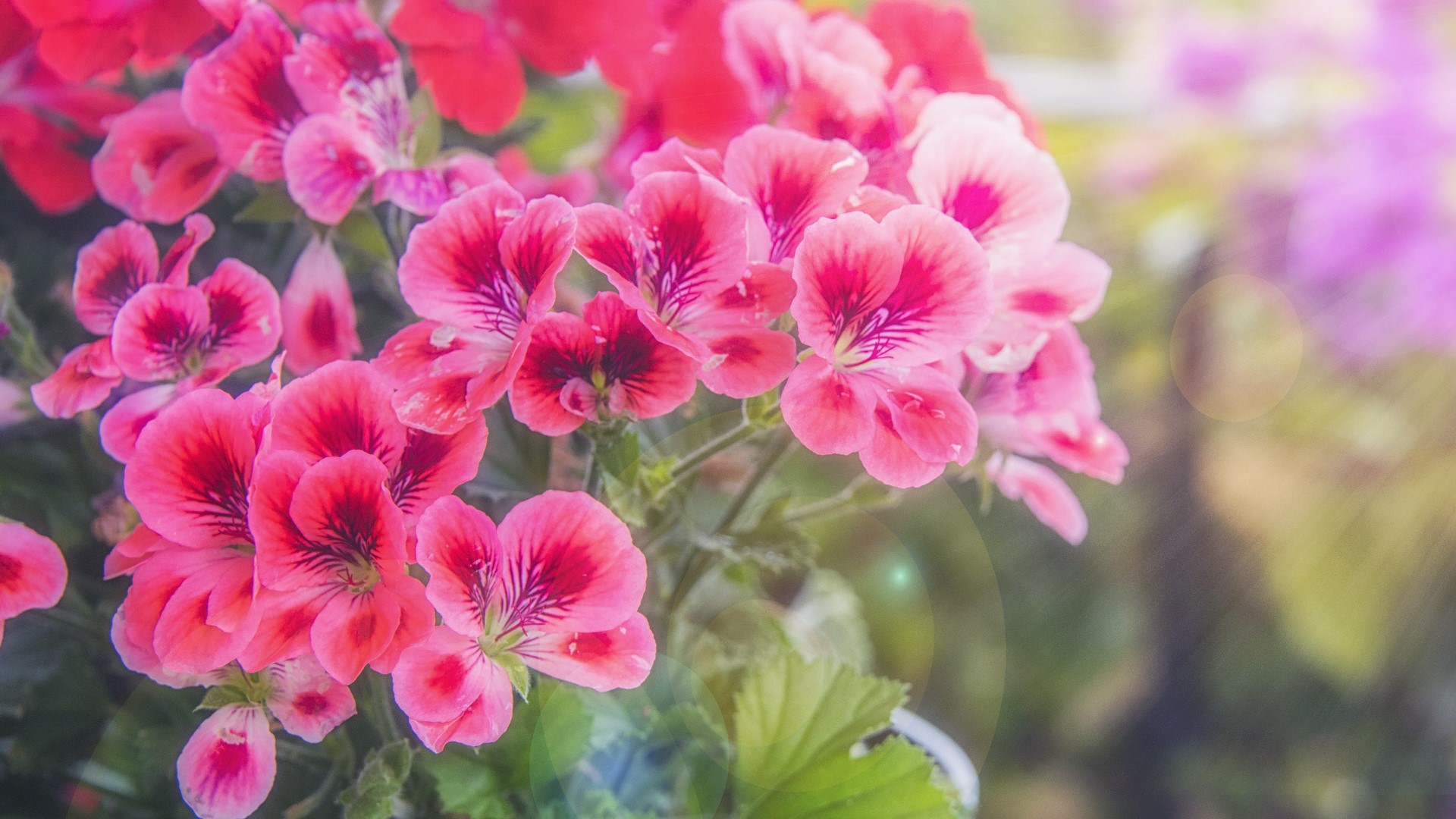 How to make your own geraniums for your garden this spring | 9news.com