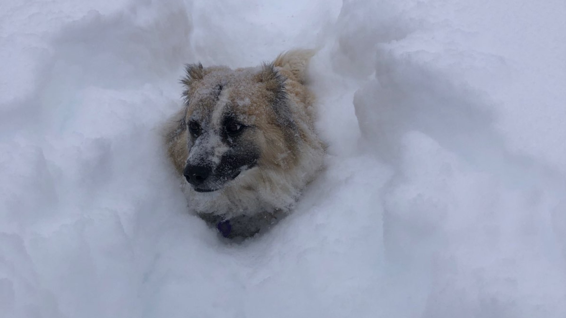 Photos and videos of March snow in Colorado | 9news.com