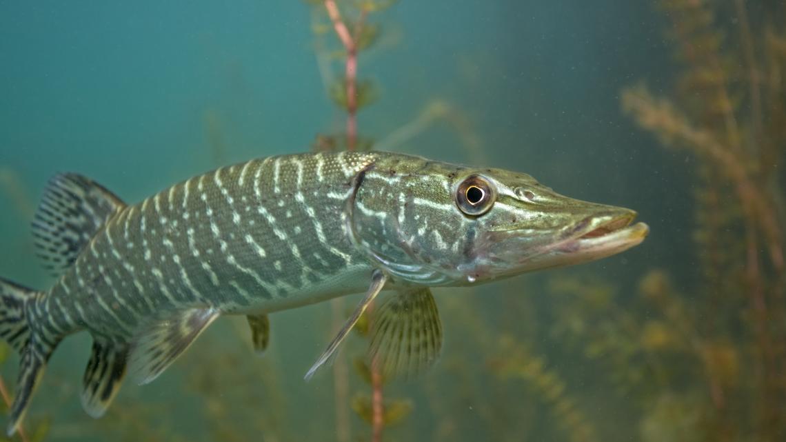 Fishing tournaments offer prizes for catching predatory fish species ...