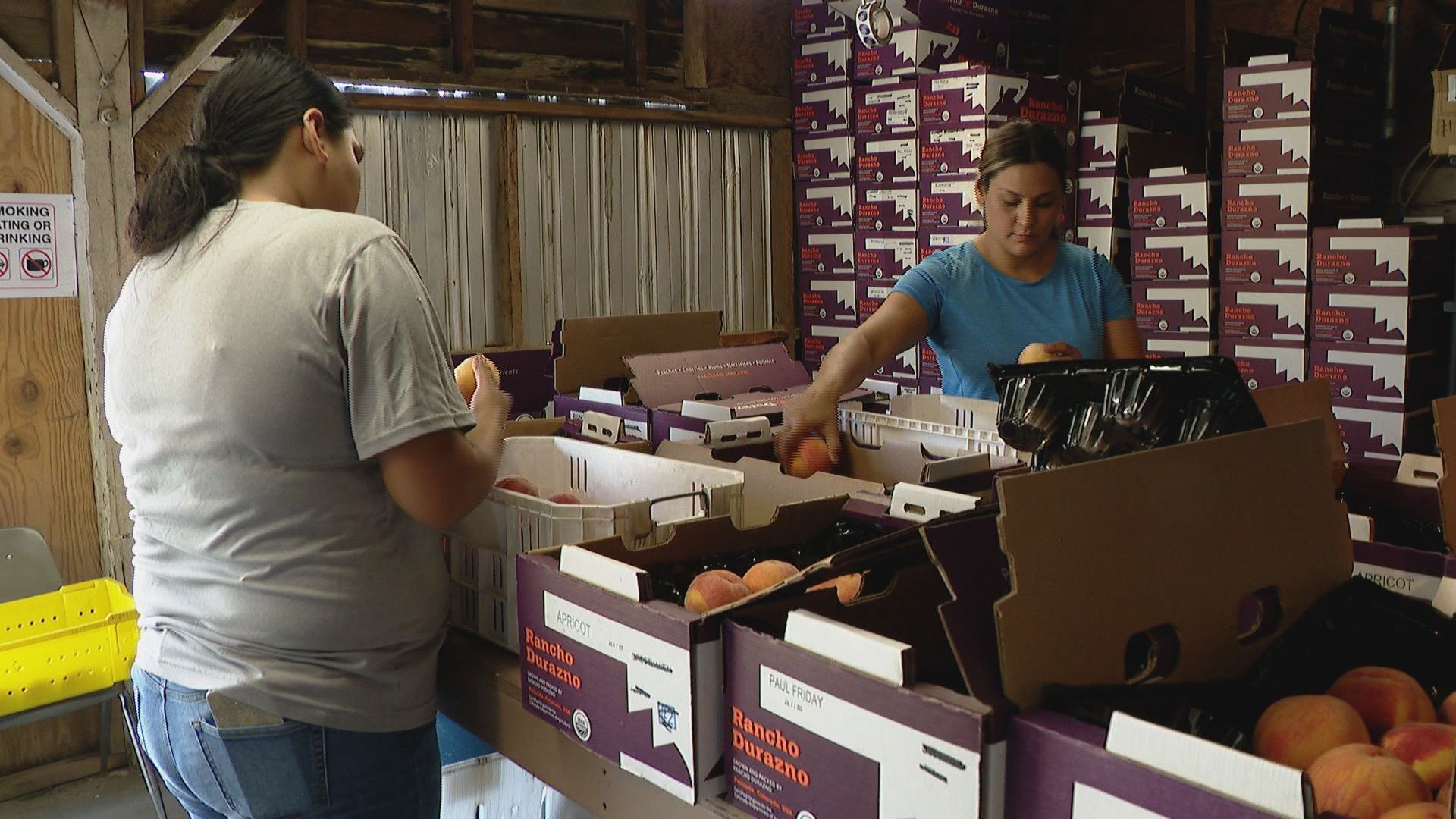 What it takes to bring a Colorado peach from blossom to market | 9news.com