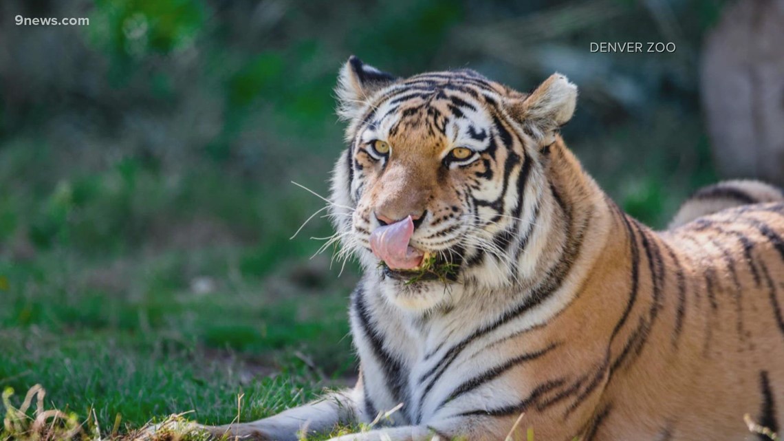 Denver Zoo tigers recover from COVID, lions improving | 9news.com