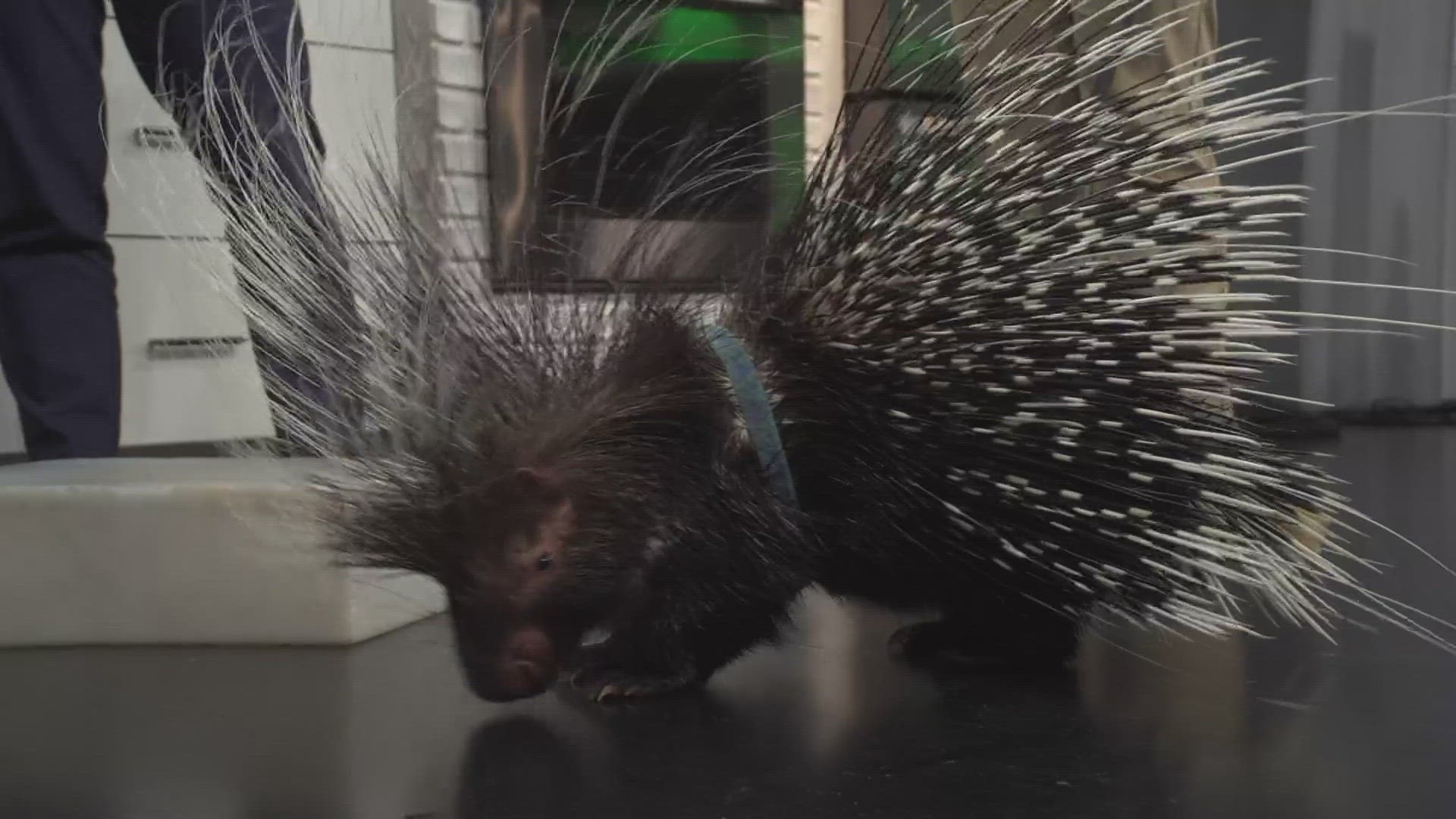Sunrise Safari: African crested porcupine | 9news.com