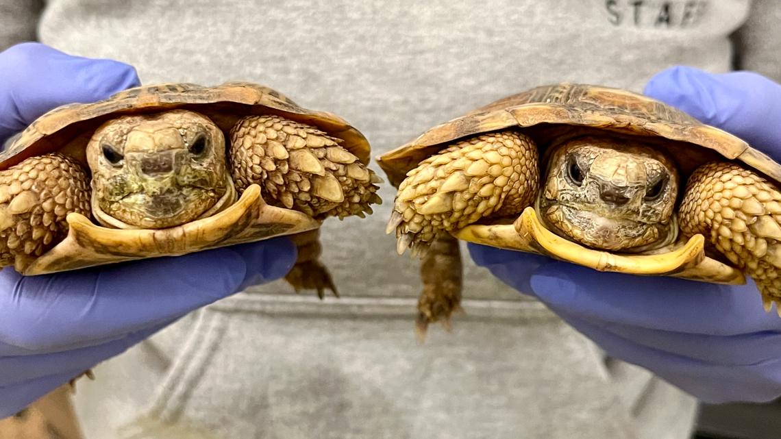 Denver Zoo rescues 130 animals from closed SeaQuest aquarium | 9news.com