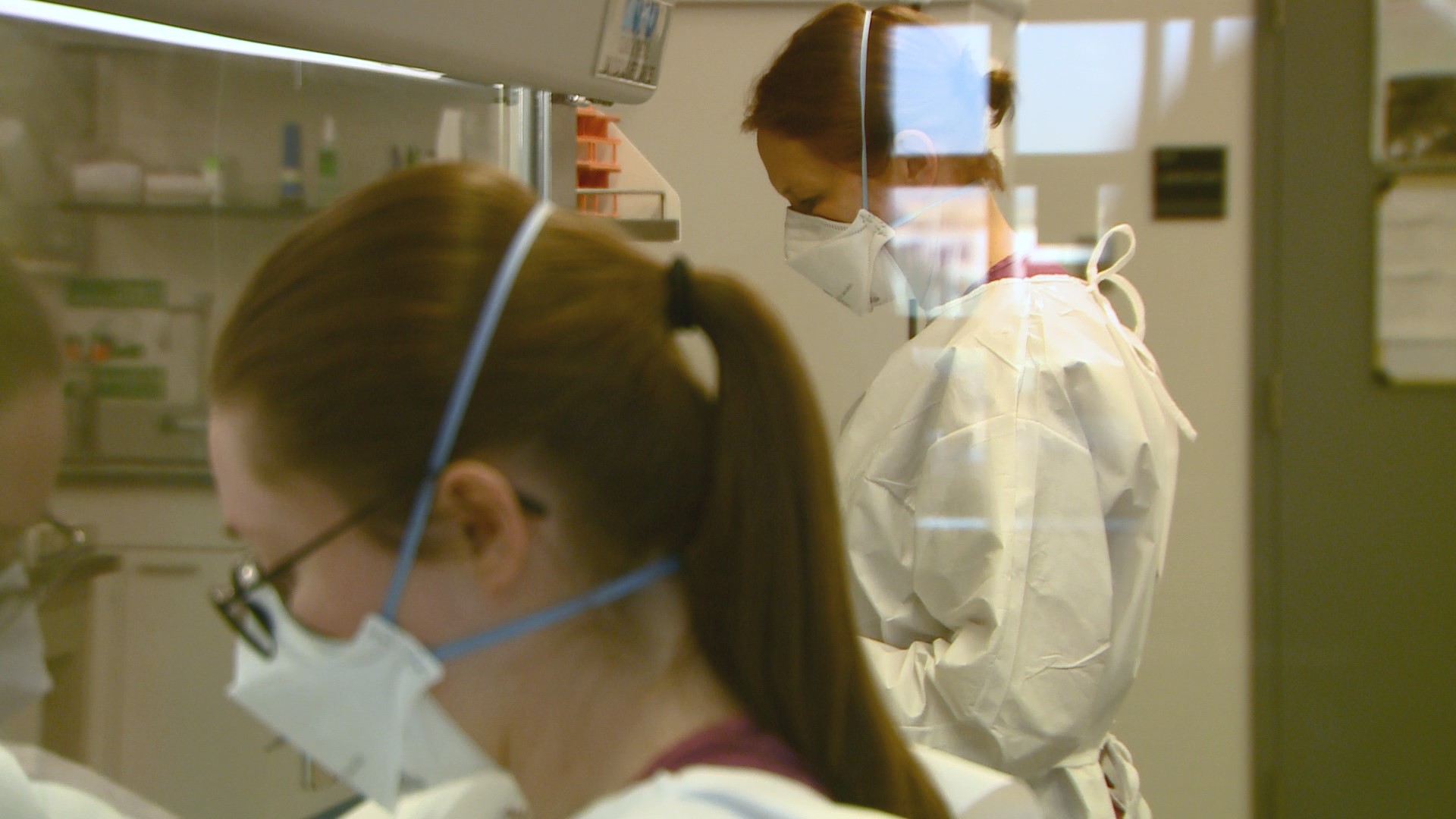 Colorado bear, mountain lion infected with bird flu | 9news.com