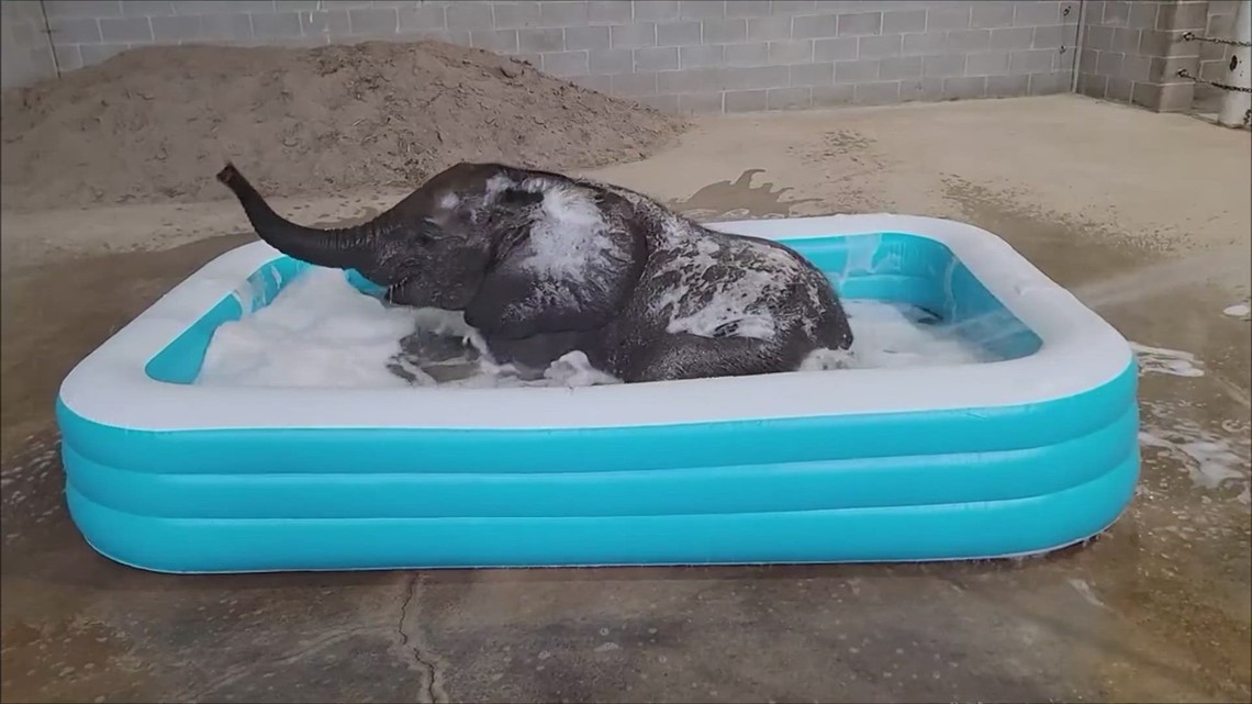 Baby elephant takes bath, LEGO unveils 4,000-piece Batcave set and IHOP ...
