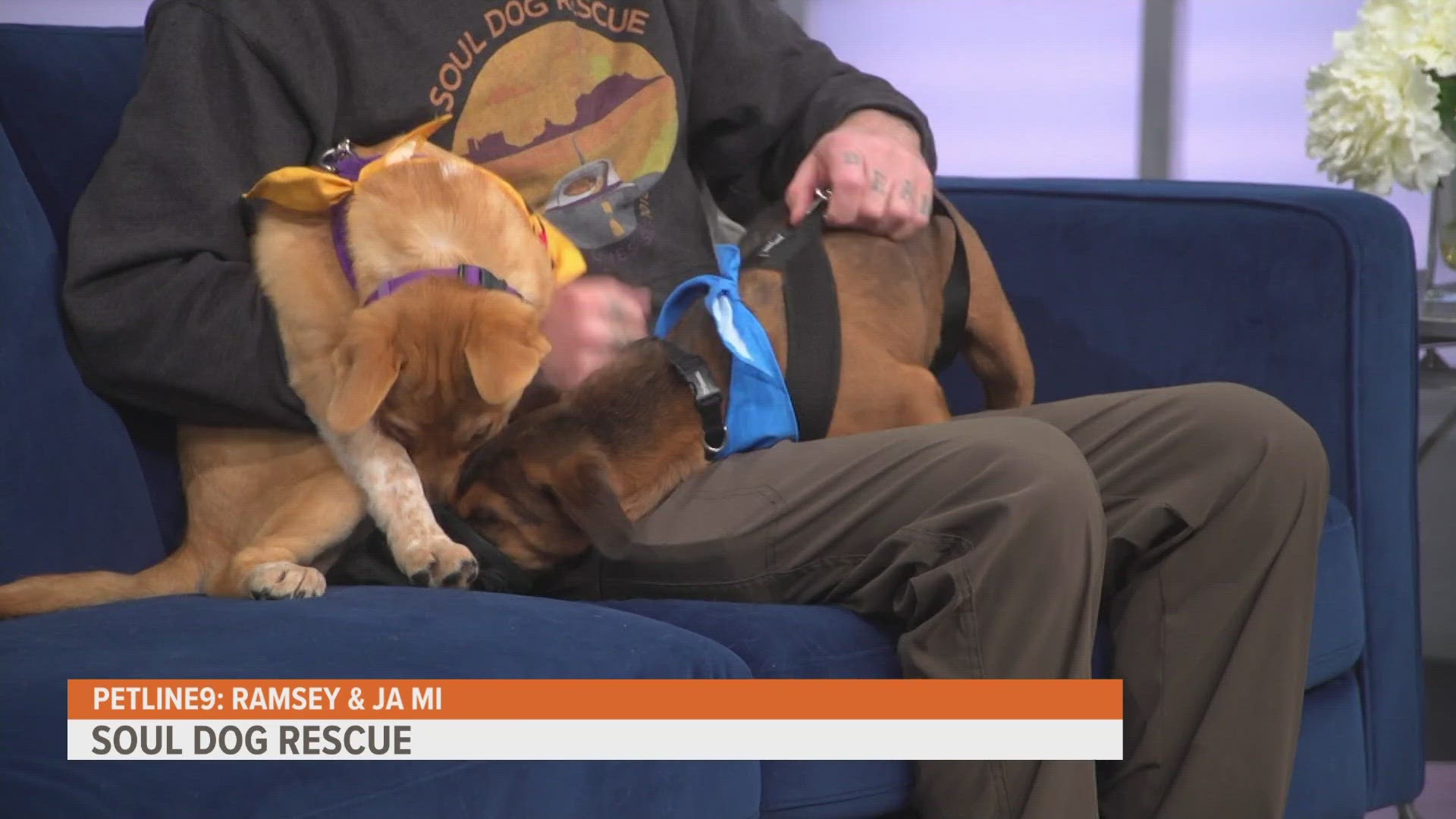 Petline 9: Soul Dog Rescue holds adoption events | 9news.com