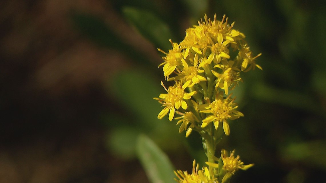 9 amazing wildflower hikes that you can do close to Denver | 9news.com
