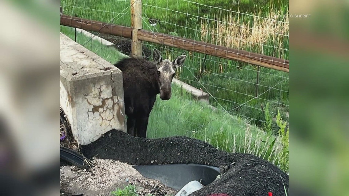 A week of loose moose: Agencies report moose sightings on Front Range ...