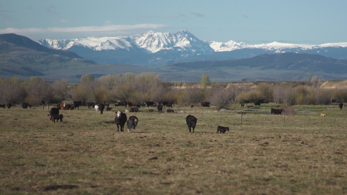 Colorado ranchers worry about wolves as they move cattle | 9news.com