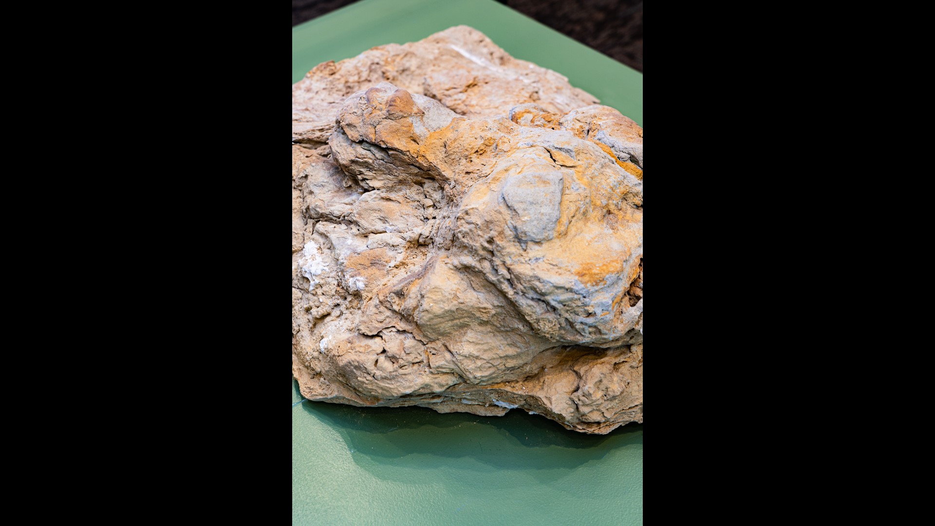 66 million-year-old dinosaur fossil on display at Colorado museum ...