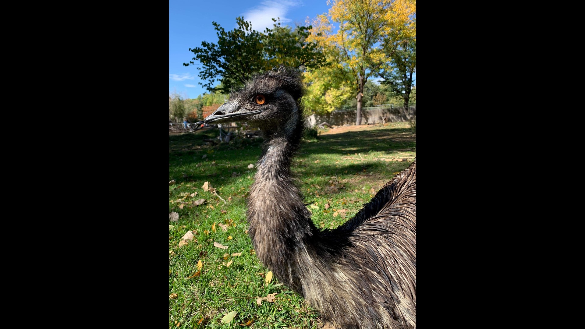 Emu at Denver Zoo passes away at the age of 26 | 9news.com