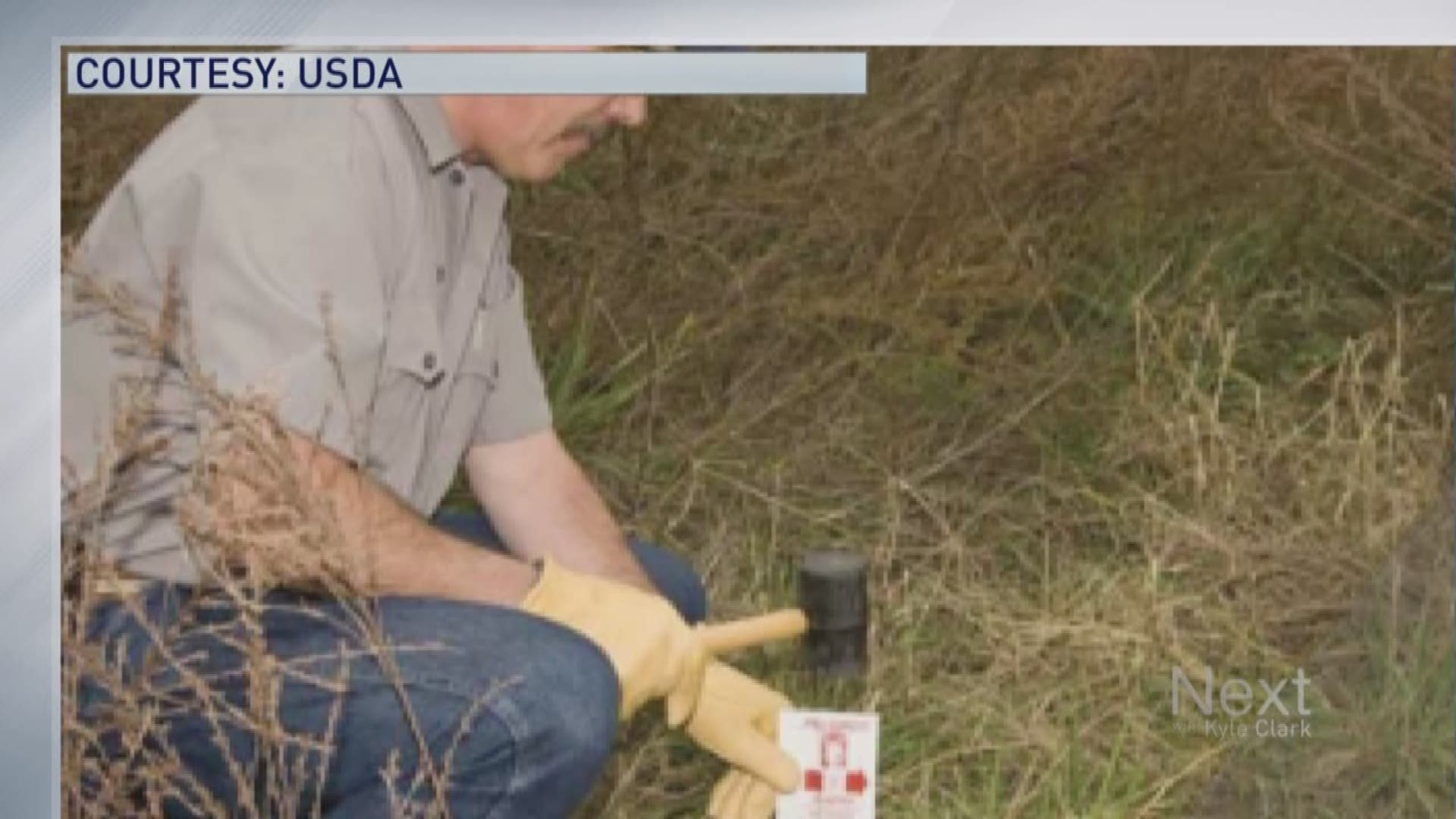 Next Question: Are M-44 cyanide devices used to kill predators in ...