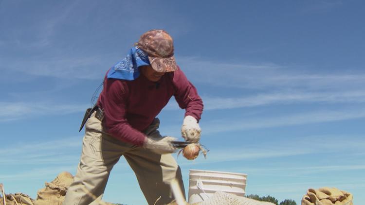 Colorado law to end farmworker exploitation praised, criticized | 9news.com