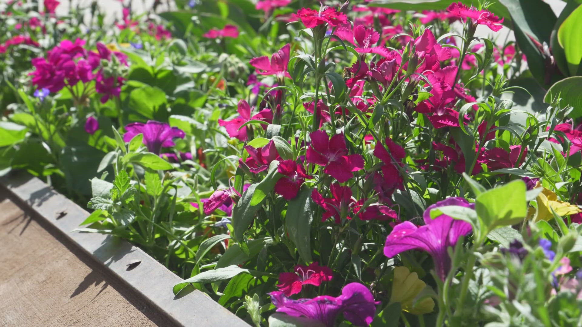 Breckenridge beautifies with thousands of flowers in 2025 | 9news.com